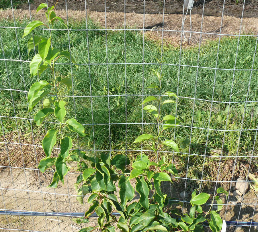 Garden Trellis & Screening | Garden Fence Panels & Gates: Hardy Kiwi ... Garden Trellis & Screening | Garden Fence Panels & Gates: Hardy Kiwi ...